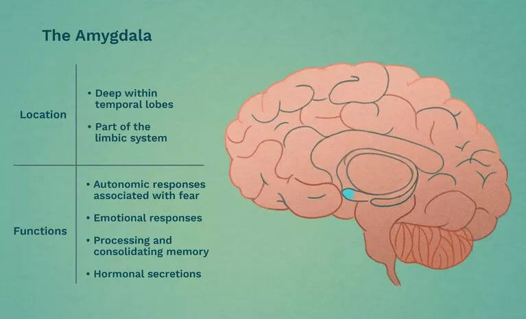How Does Eft Tapping Work Here S The Science Behind It Hush Your Mind